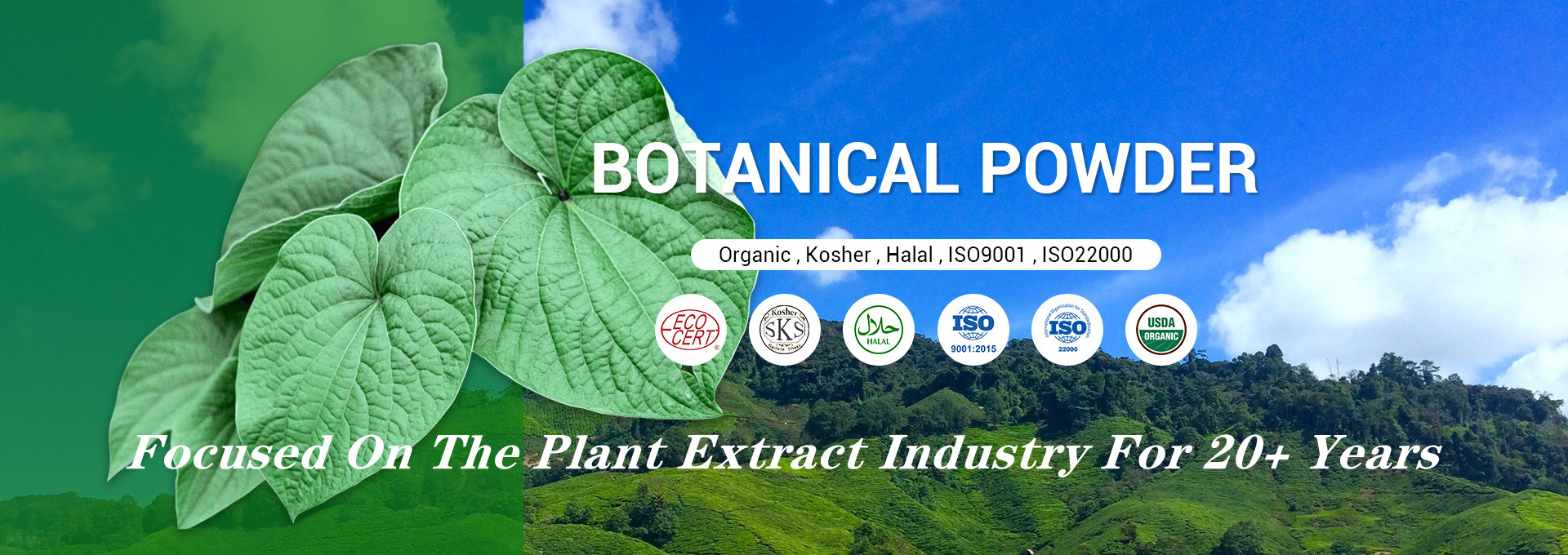 China Water Soluble Powder, Extract Powder, Tea Extract Powder ...